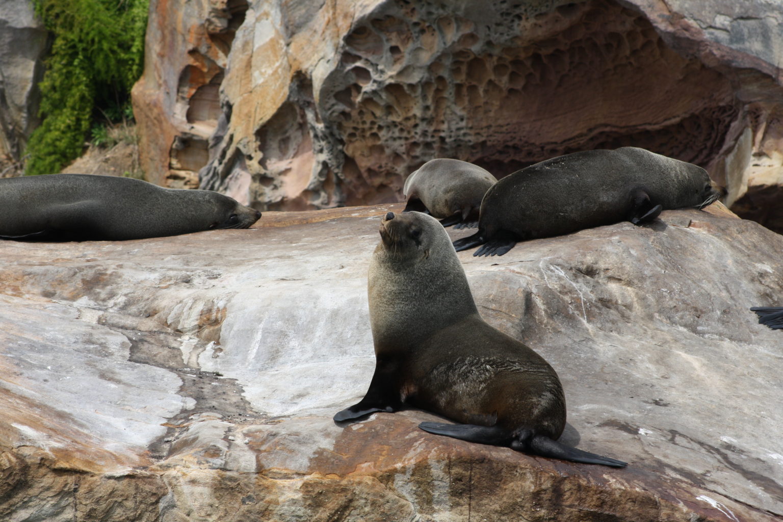 Seal & Dolphin Tour - Terrigal Ocean Tours