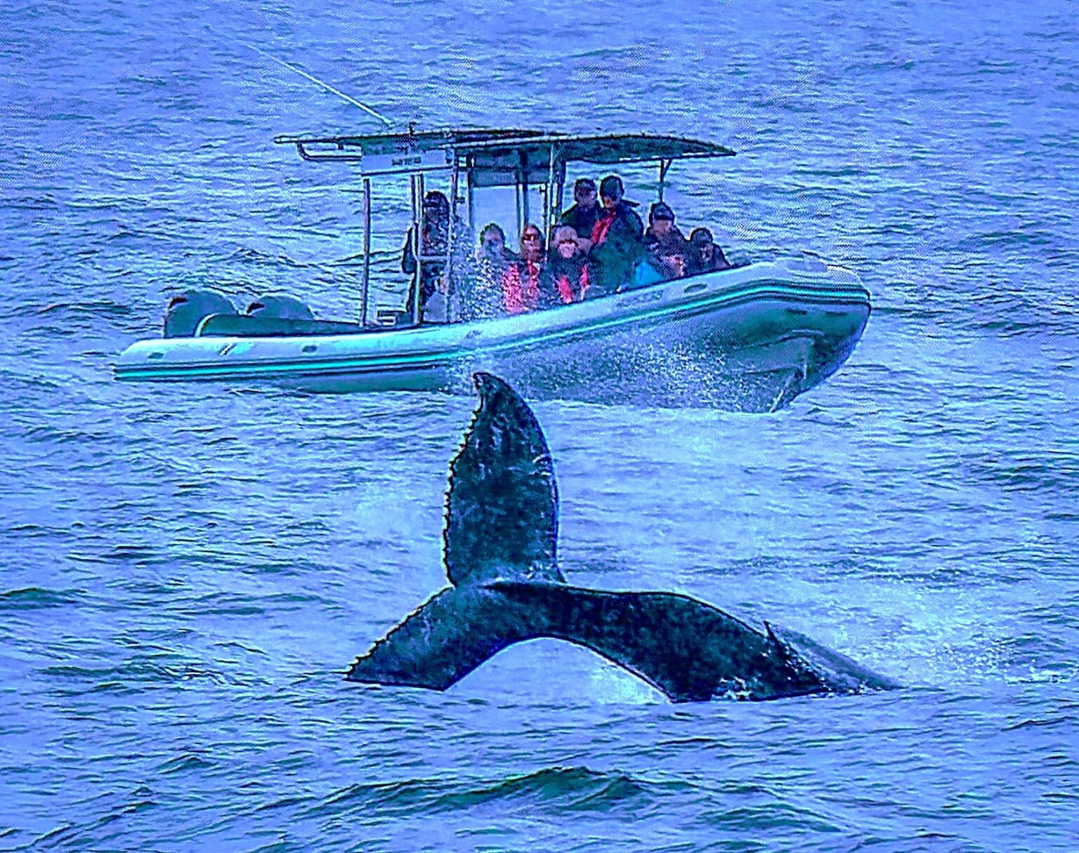 Whale Watching Central Coast Whale Watching